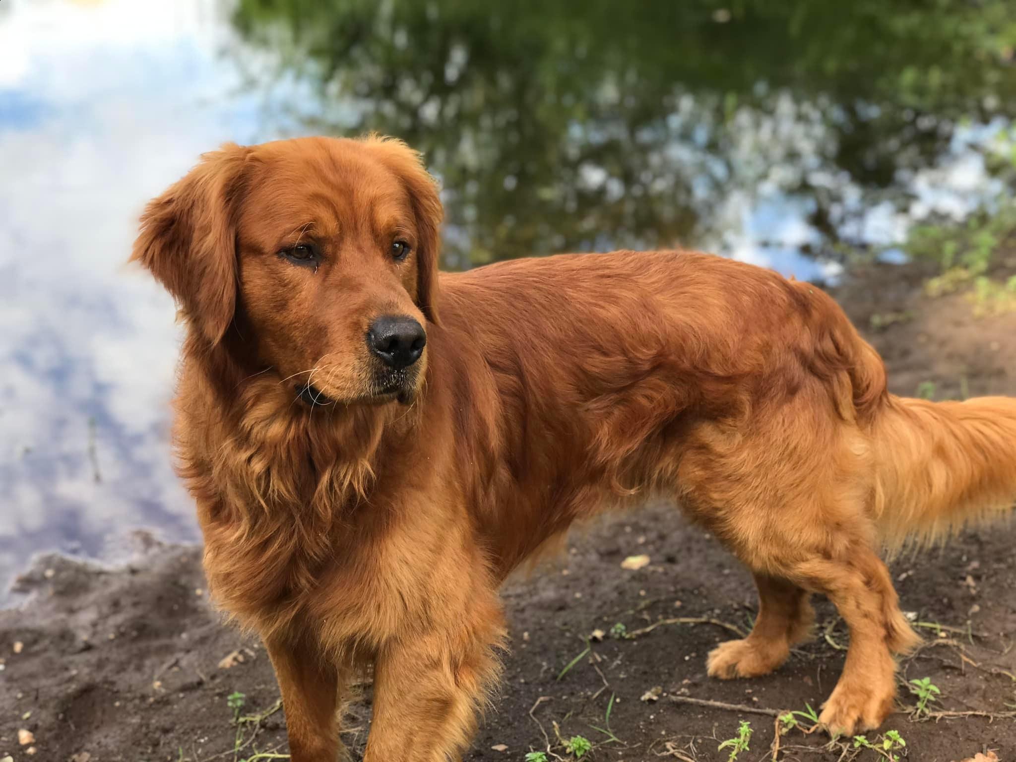 Dark Goldens on Hilltop in Oregon | Golden Retriever puppies | Good Dog