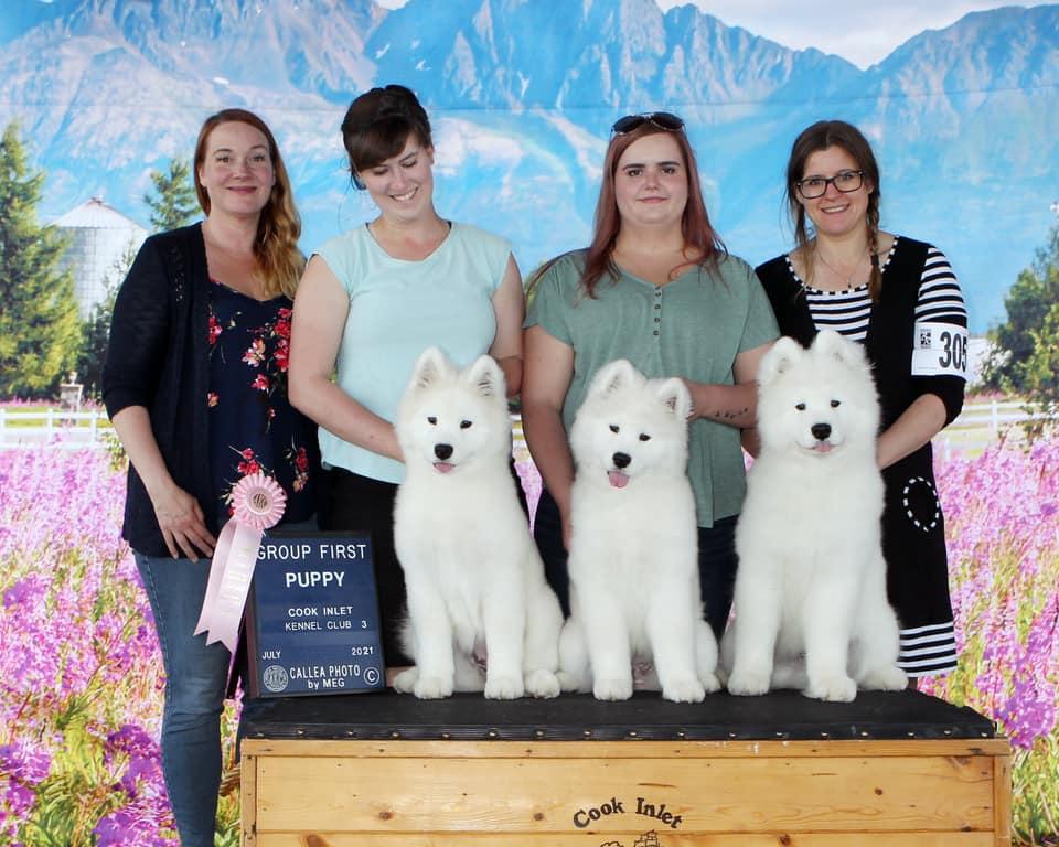 KinleyRay Samoyeds in Alaska | Samoyed puppies | Good Dog