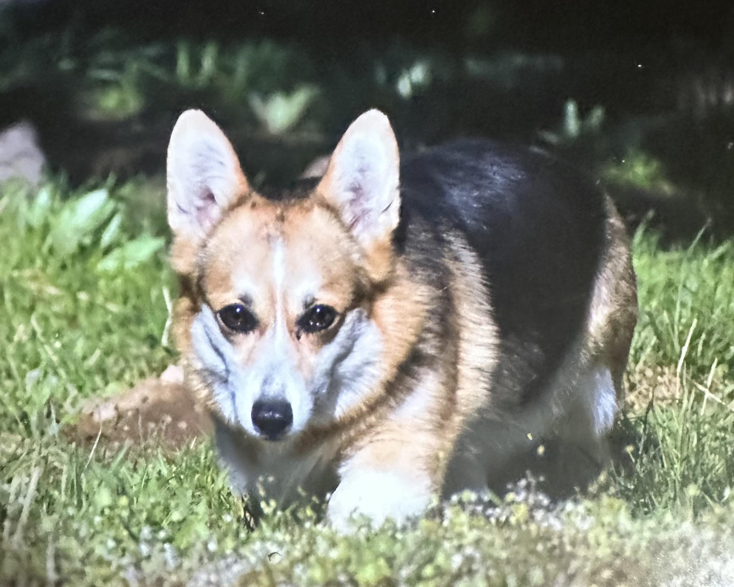 Flying Z Ranch in Oregon | Pembroke Welsh Corgi puppies | Good Dog