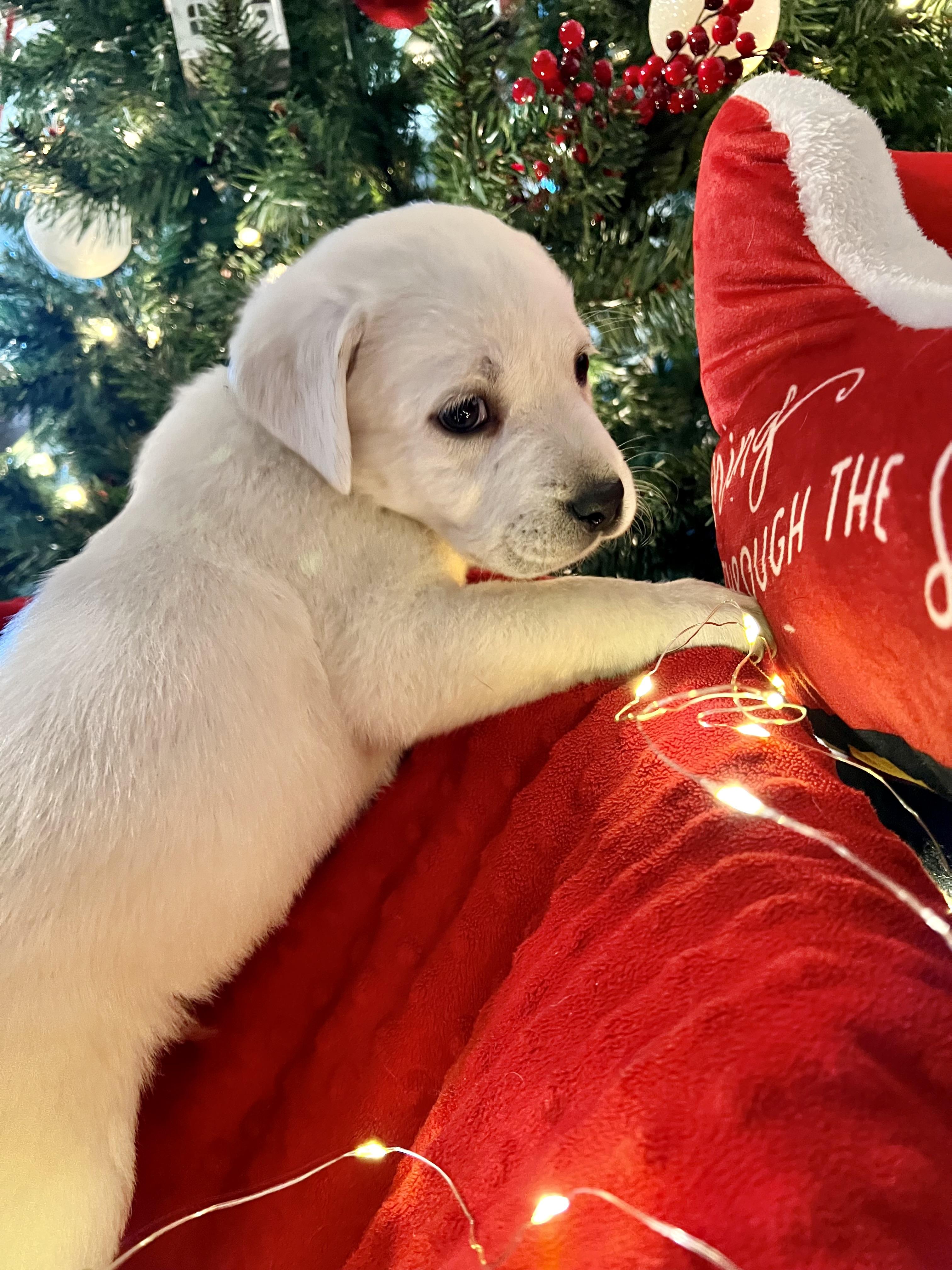 Blanco Labradors in California | Labrador Retriever puppies | Good Dog
