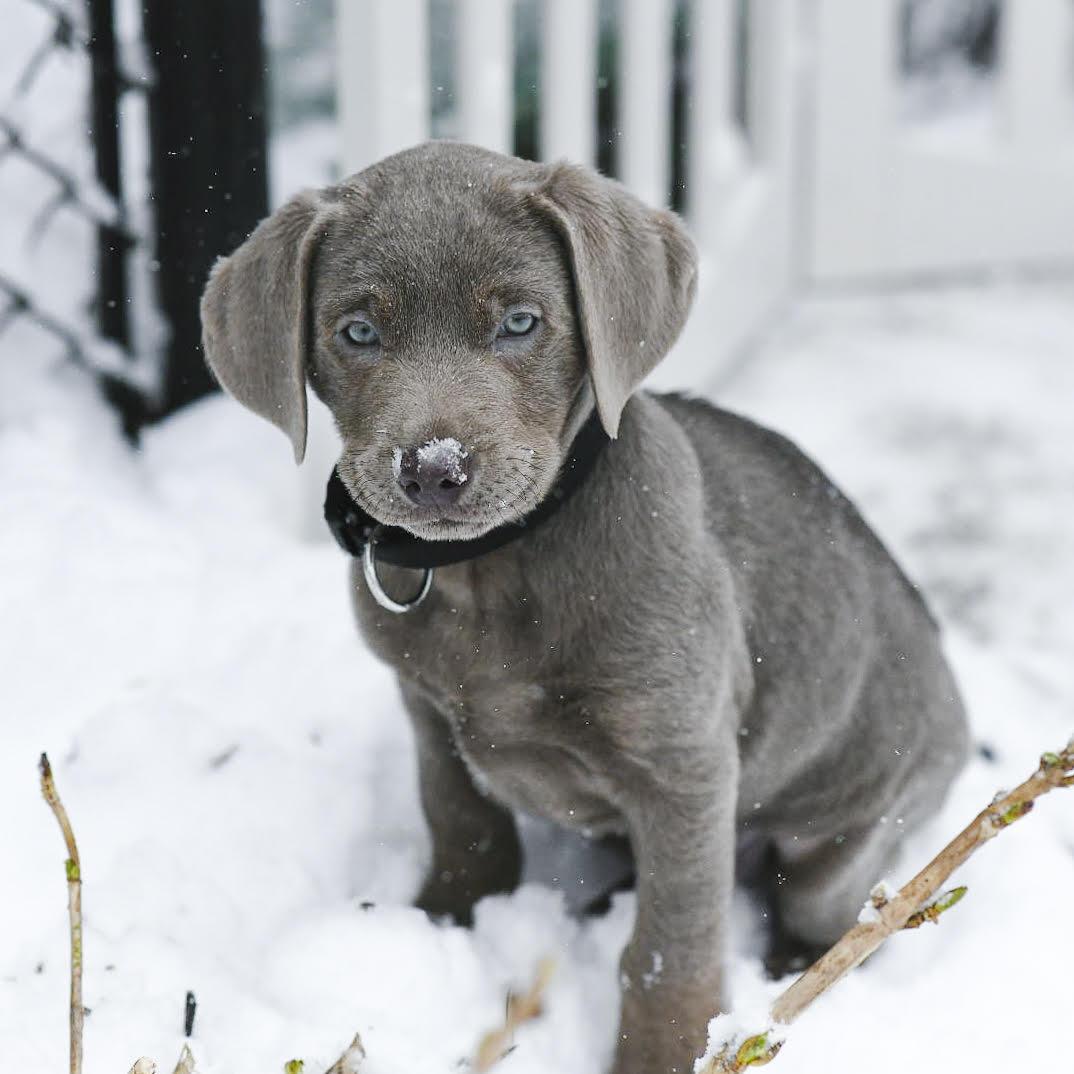 Royalty Retrievers in Pennsylvania | Labrador Retriever and Dilute ...