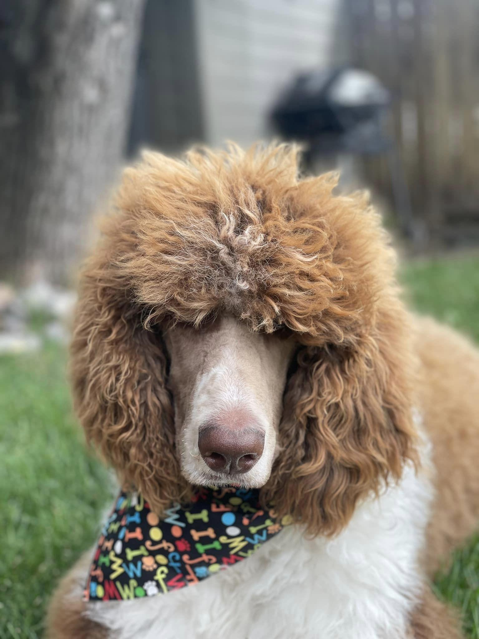 Sea Swept Poodles in Montana | Poodle puppies | Good Dog
