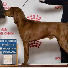 redbone coonhound size