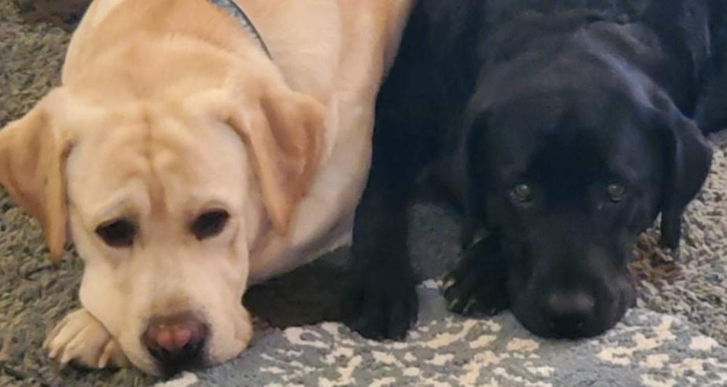 Willow Tree Farm Labradors in Ohio | Labrador Retriever puppies | Good Dog