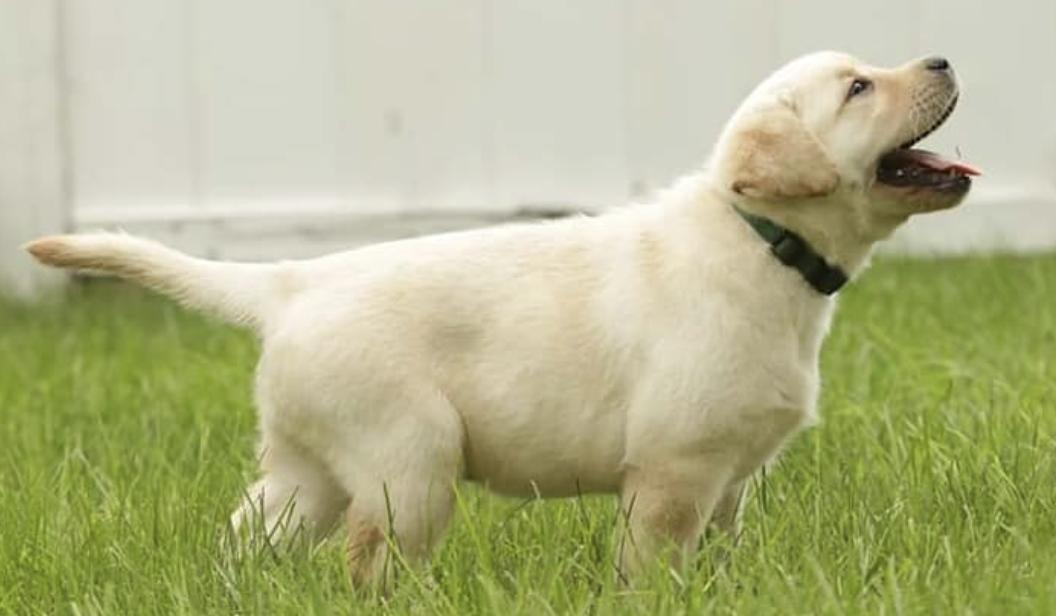 Holly Farm Labradors in Massachusetts | Labrador Retriever puppies ...