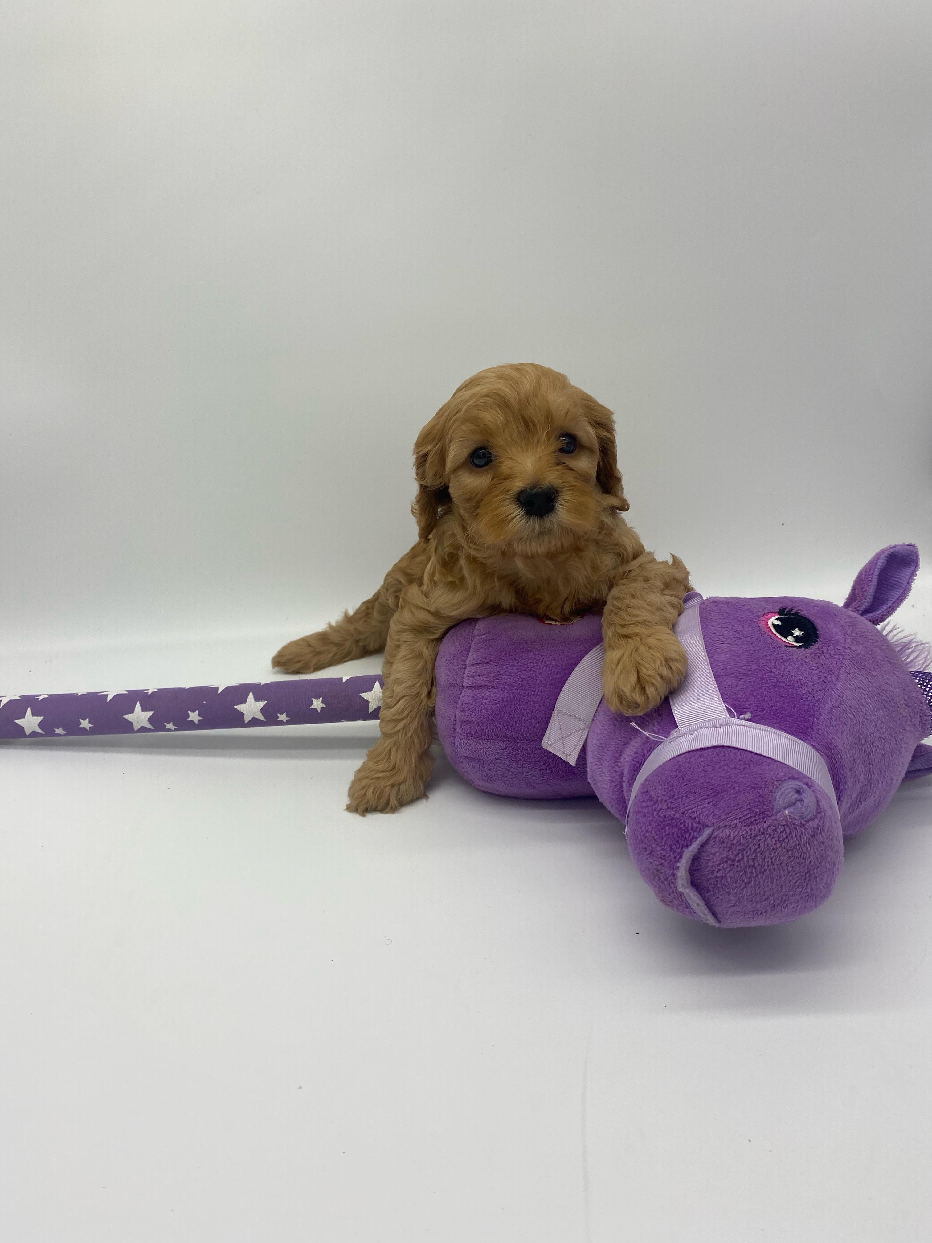 Puppy Power Kennels in Virginia | Cockapoo, Goldendoodle or Poodle ...