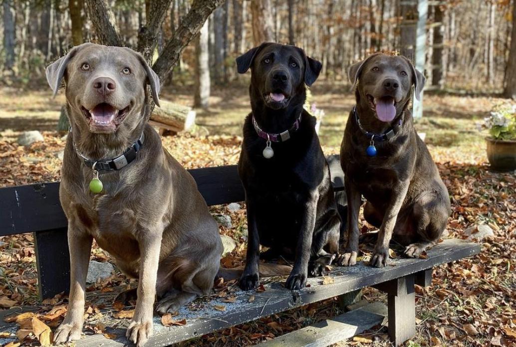 Irby Acres Labs in Michigan | Dilute Retriever puppies | Good Dog