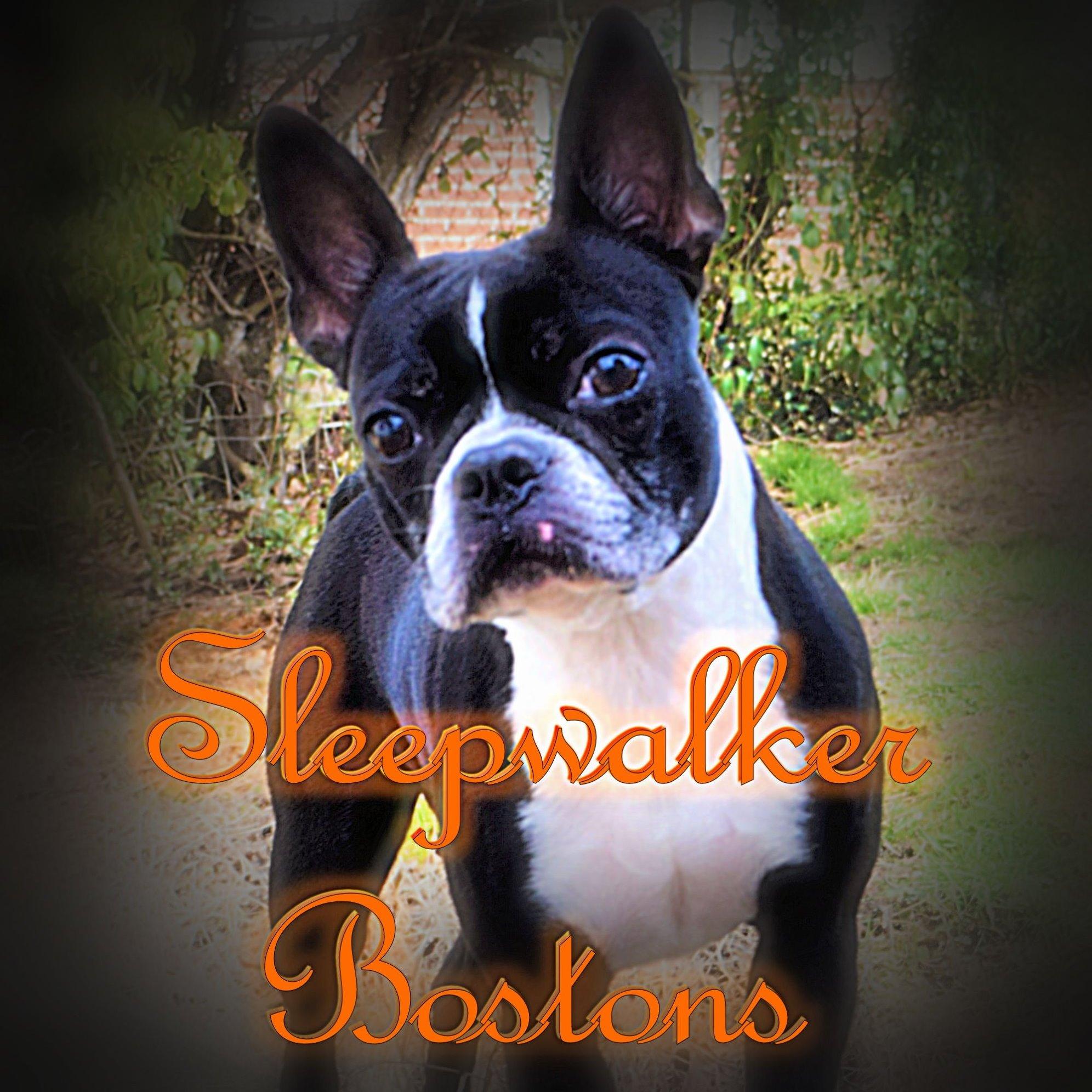 Sleepwalker Bostons in Tennessee | Boston Terrier puppies | Good Dog