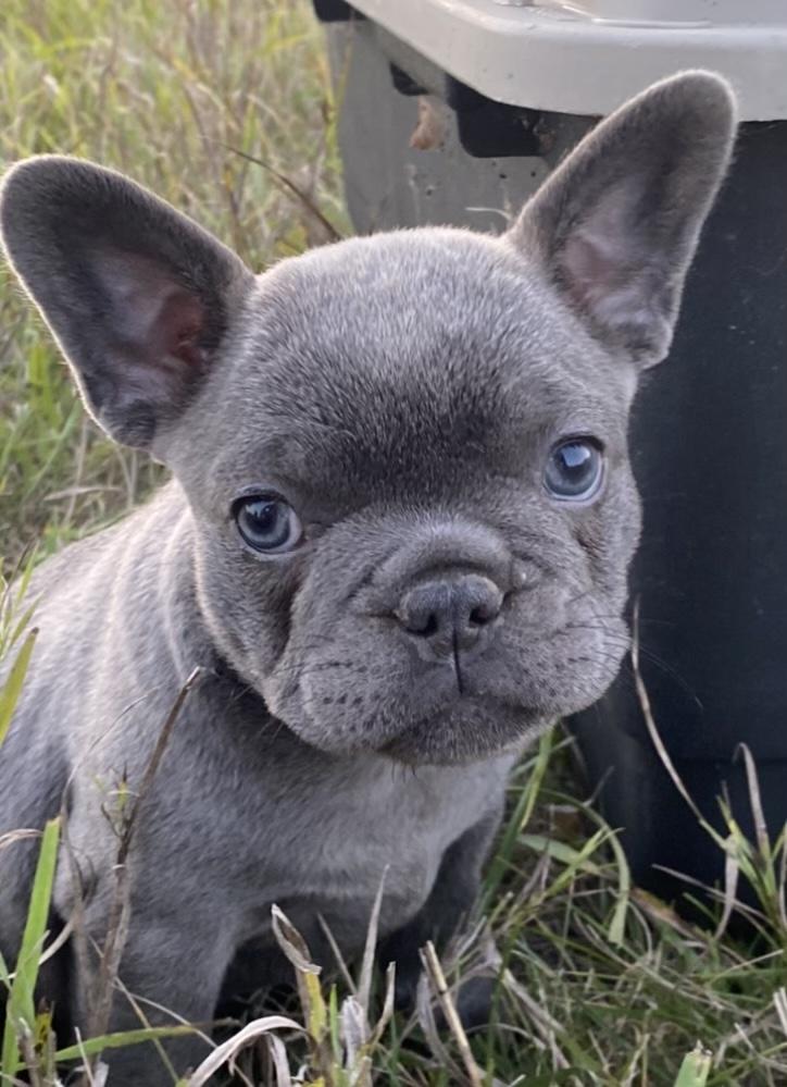 Flathead’s Fabulous Frenchies in Montana | French Bulldog puppies ...