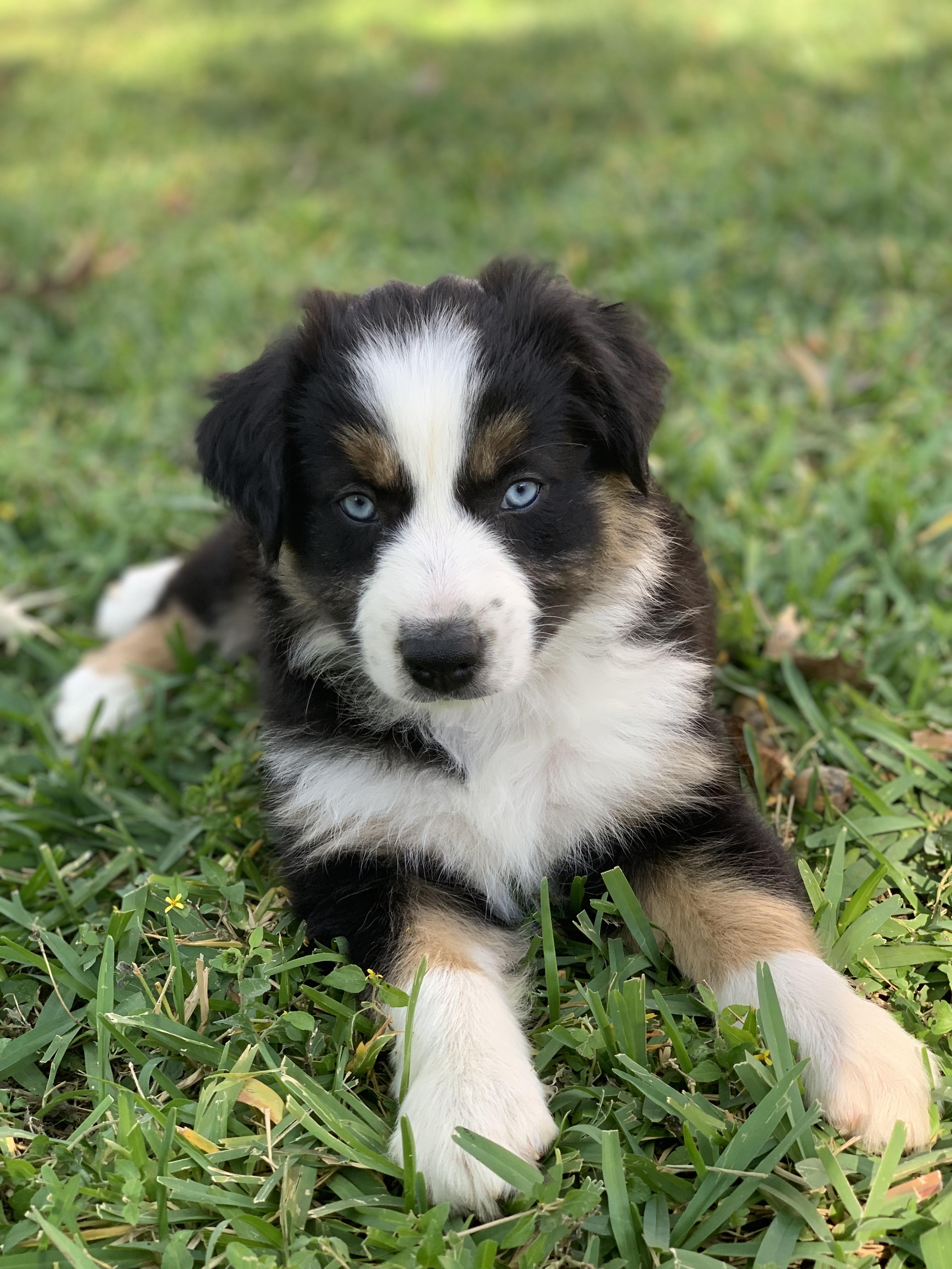 Firefly River Mini Aussies in Texas | Miniature Australian Shepherd ...