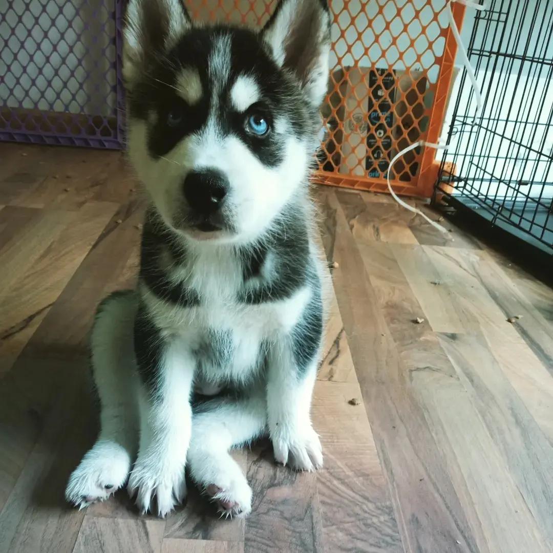 Husky Rose in Ohio | Siberian Husky puppies | Good Dog