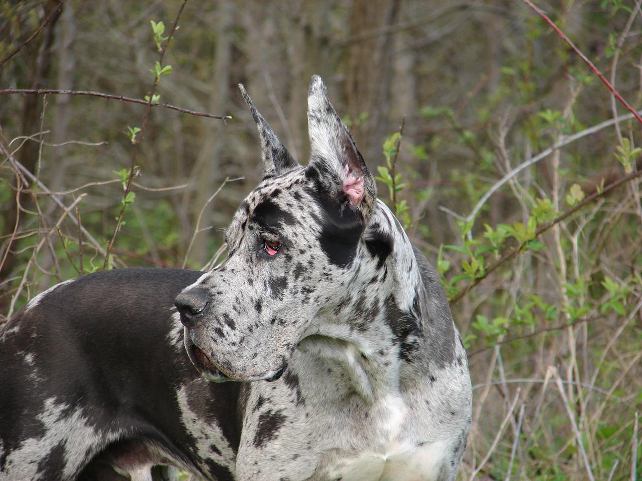 Ajani's Danes in Indiana | Great Dane puppies | Good Dog