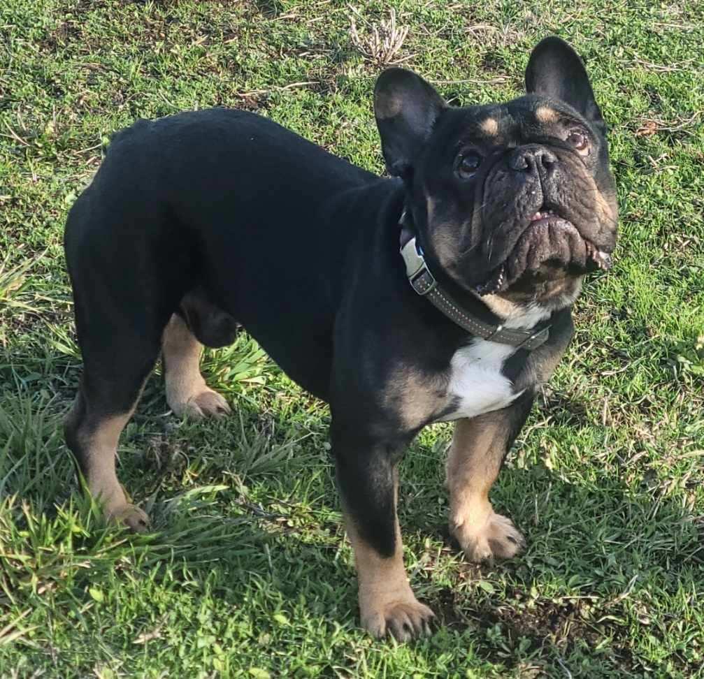 Blue’s Frenchton’s and Frenchie’s in Oregon | French Bulldog and ...