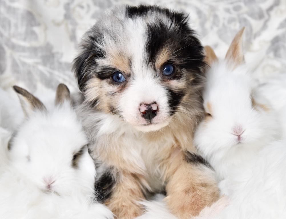 Rustic Lace in Oklahoma | Australian Shepherd, Bullmastiff, Miniature ...