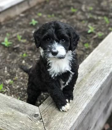 Portie Puppies in Washington | Portuguese Water Dog puppies | Good Dog