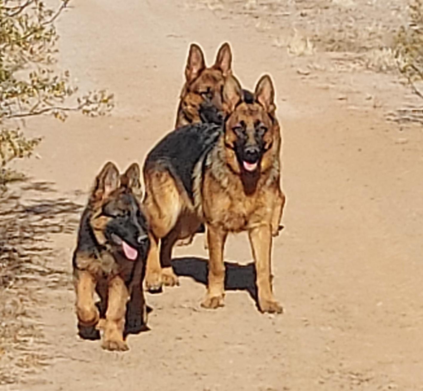 Minerd Ranch in Arizona | German Shepherd puppies | Good Dog