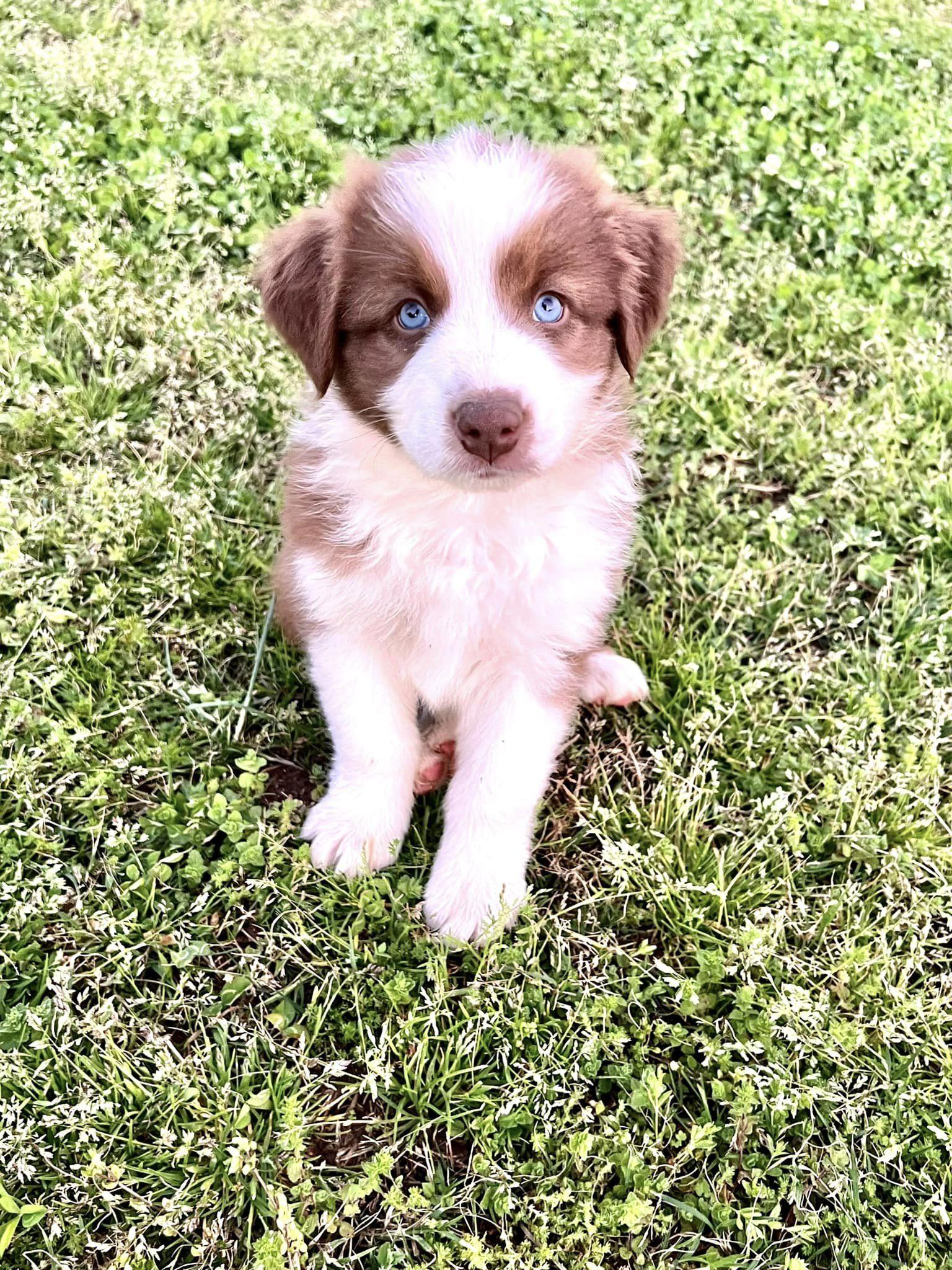 Velocity Farms, farm raised Aussies in Georgia | Australian Shepherd ...