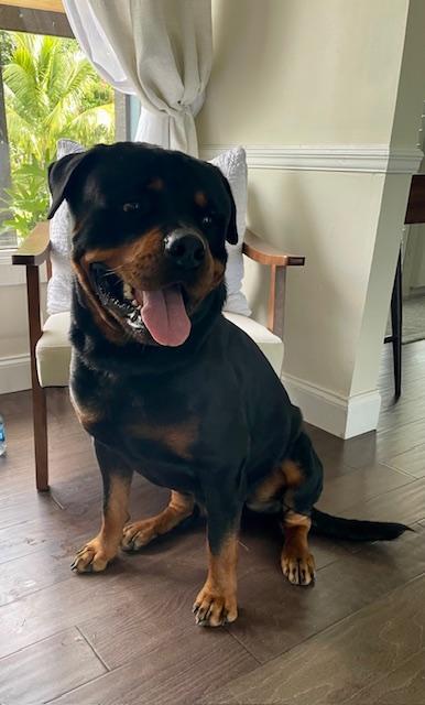 Daleys Rottie Dogs in Florida | Rottweiler puppies | Good Dog