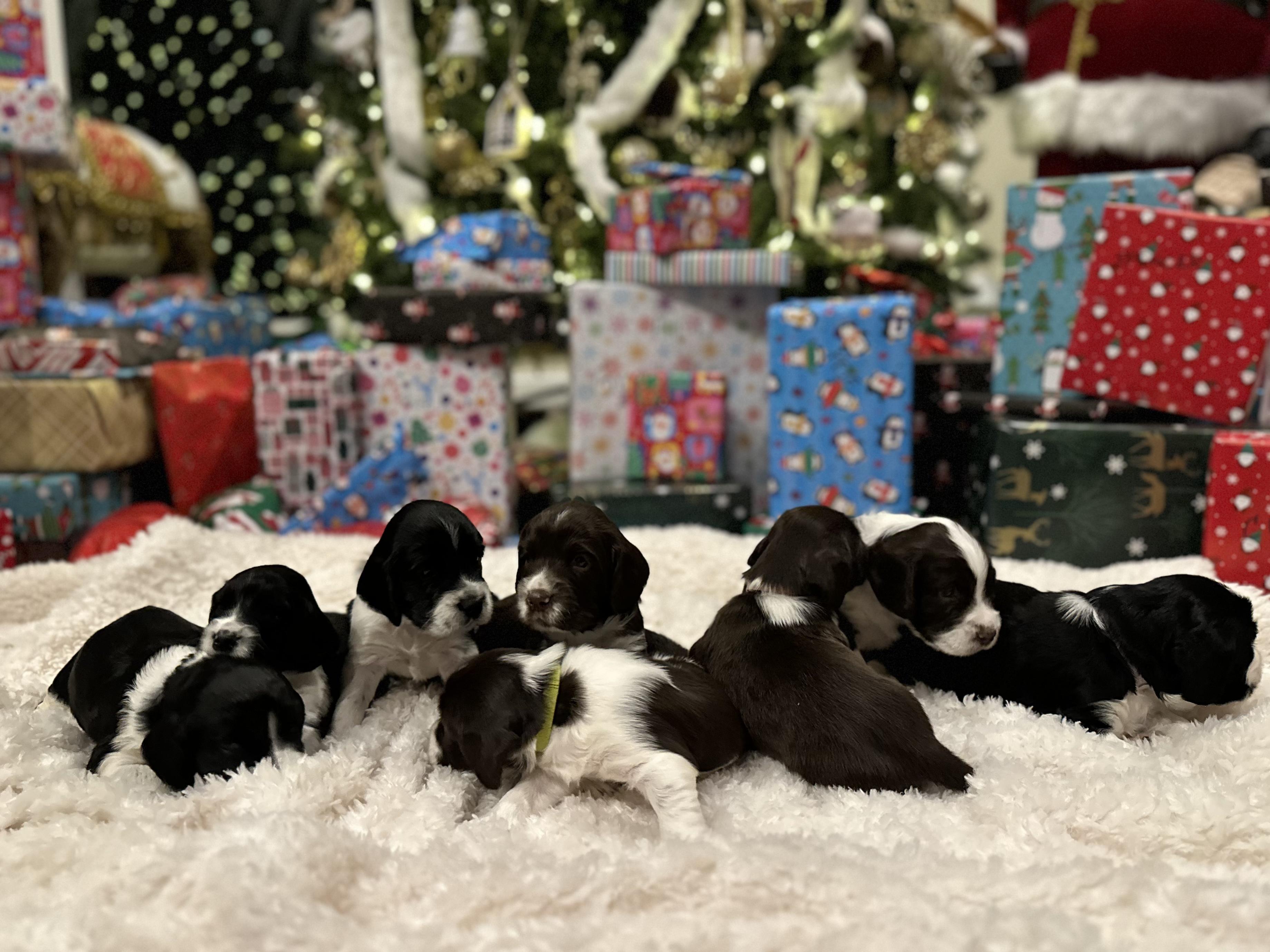 Torco Play Acres in Ohio | English Springer Spaniel puppies | Good Dog