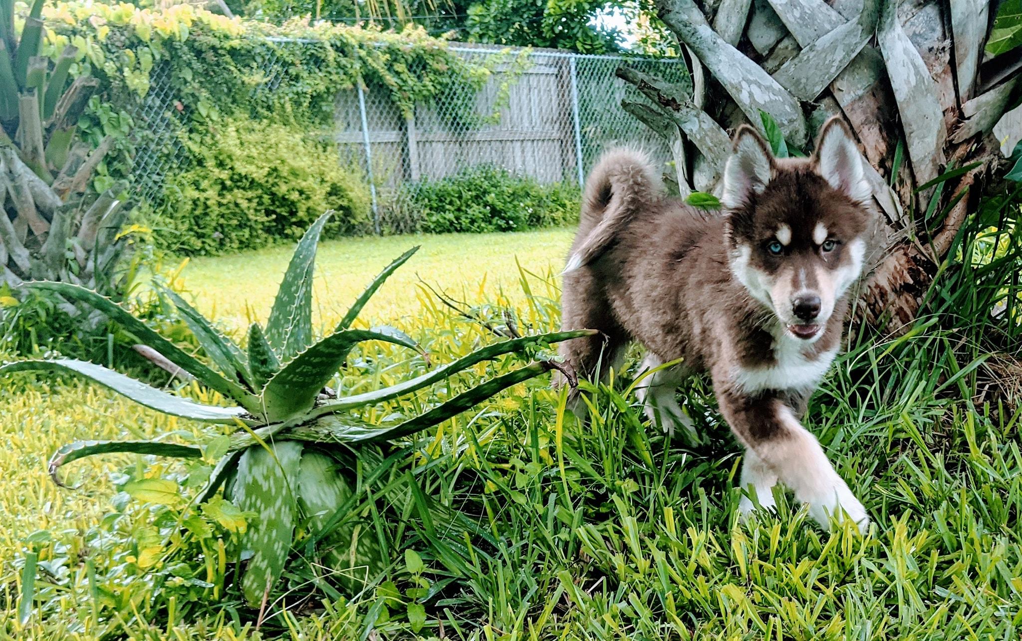 Island Huskies of Bradenton in Florida | Siberian Husky puppies | Good Dog