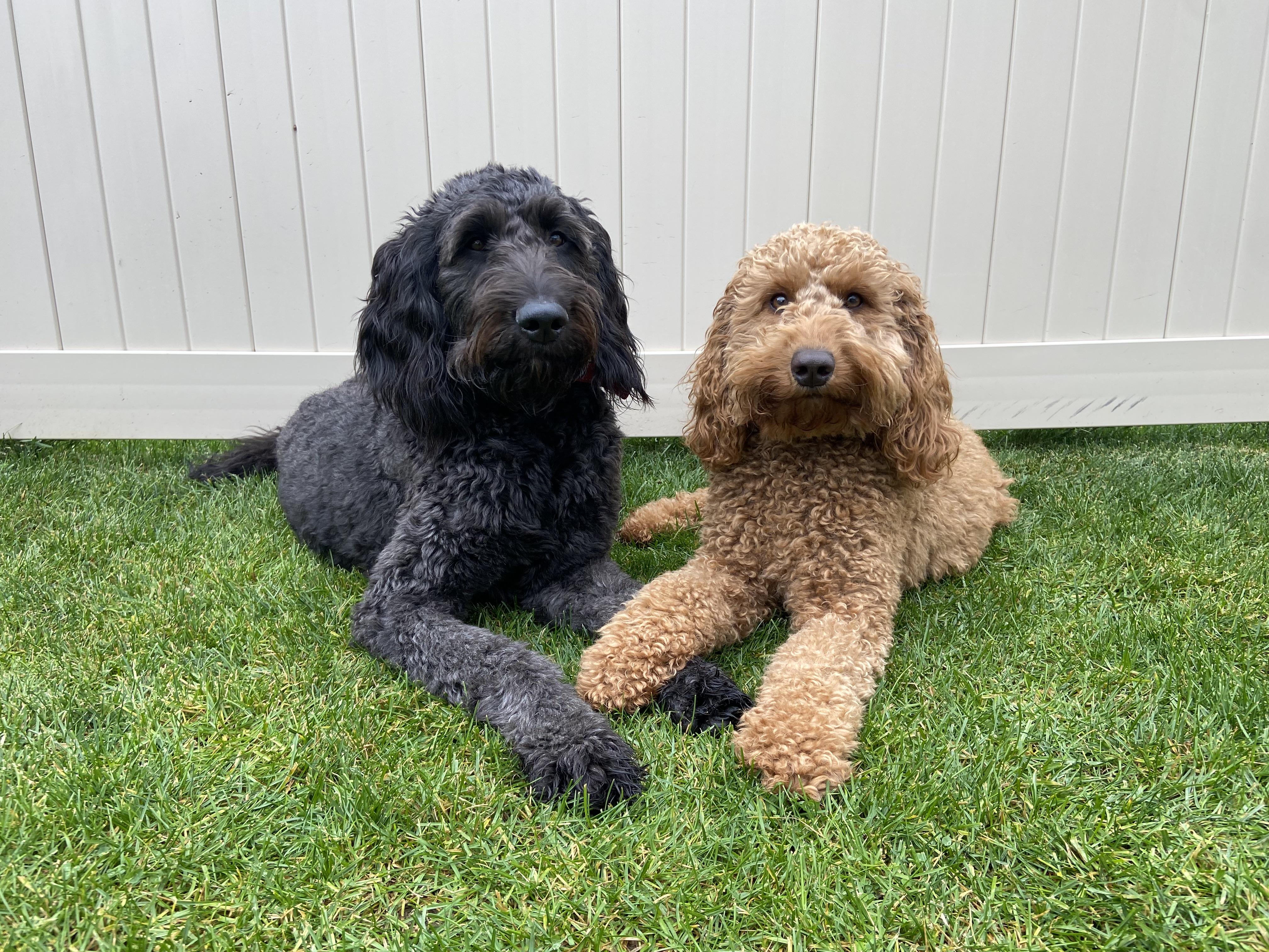 Golden Light Doodles in Idaho | Goldendoodle puppies | Good Dog