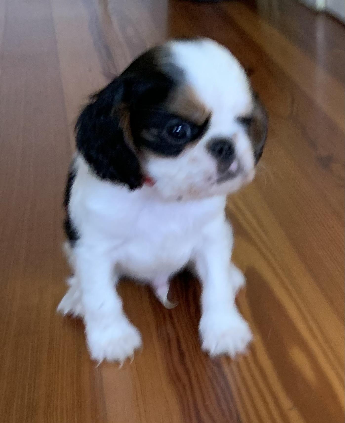 Marietta Charlies in Georgia | English Toy Spaniel puppies | Good Dog