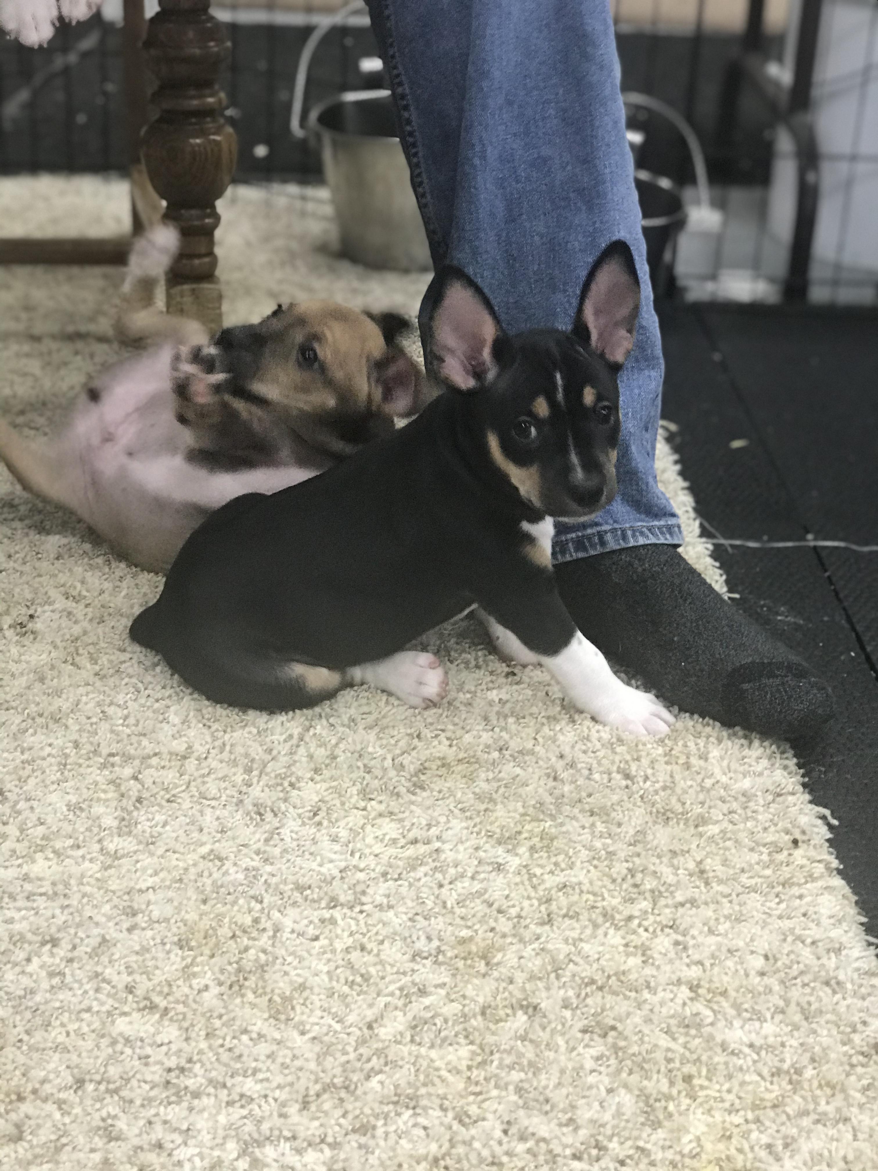 Buzablu Rat Terriers in Colorado | Rat Terrier puppies | Good Dog