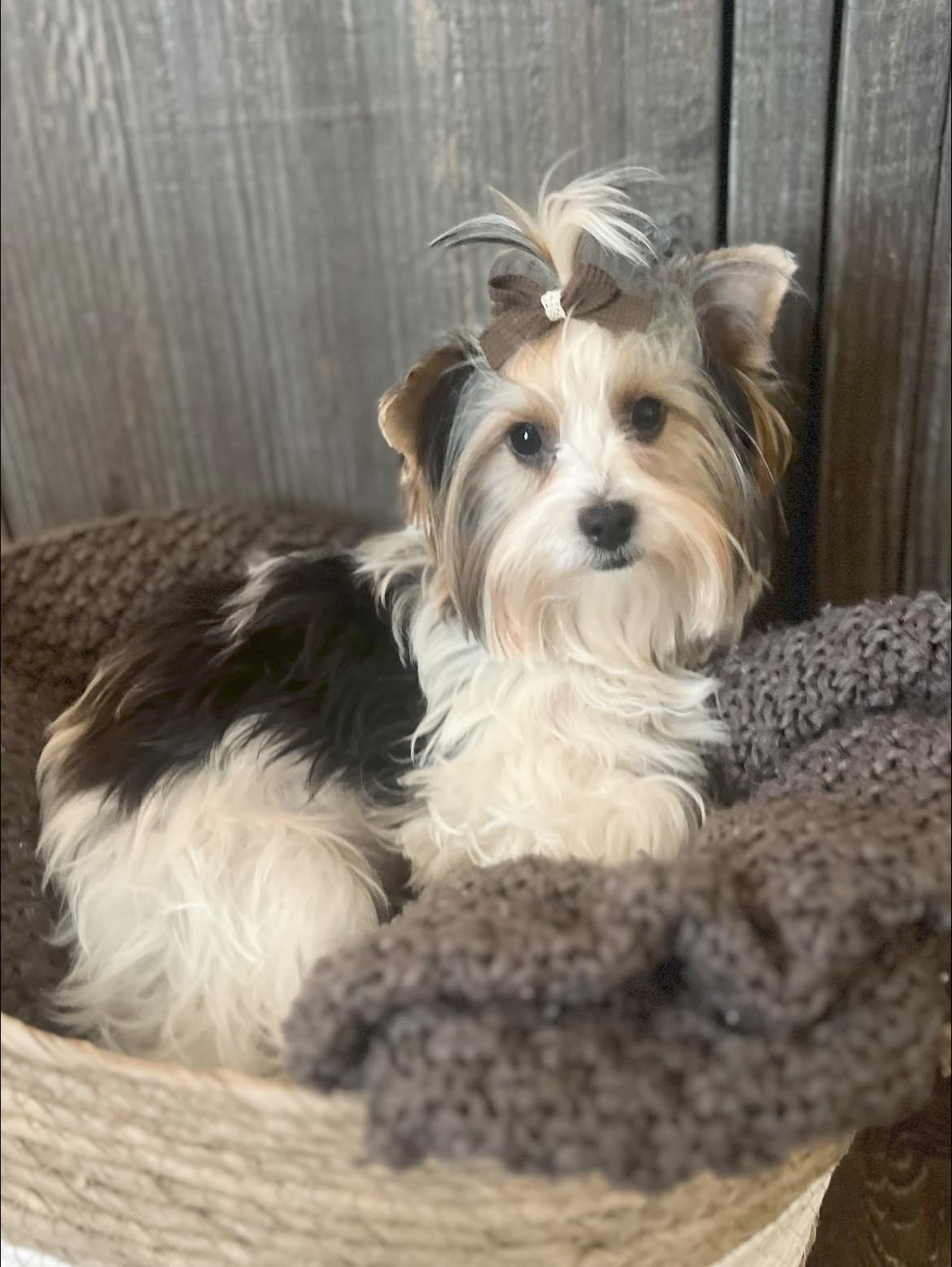 Peach State Yorkies in Georgia | Yorkshire Terrier puppies | Good Dog