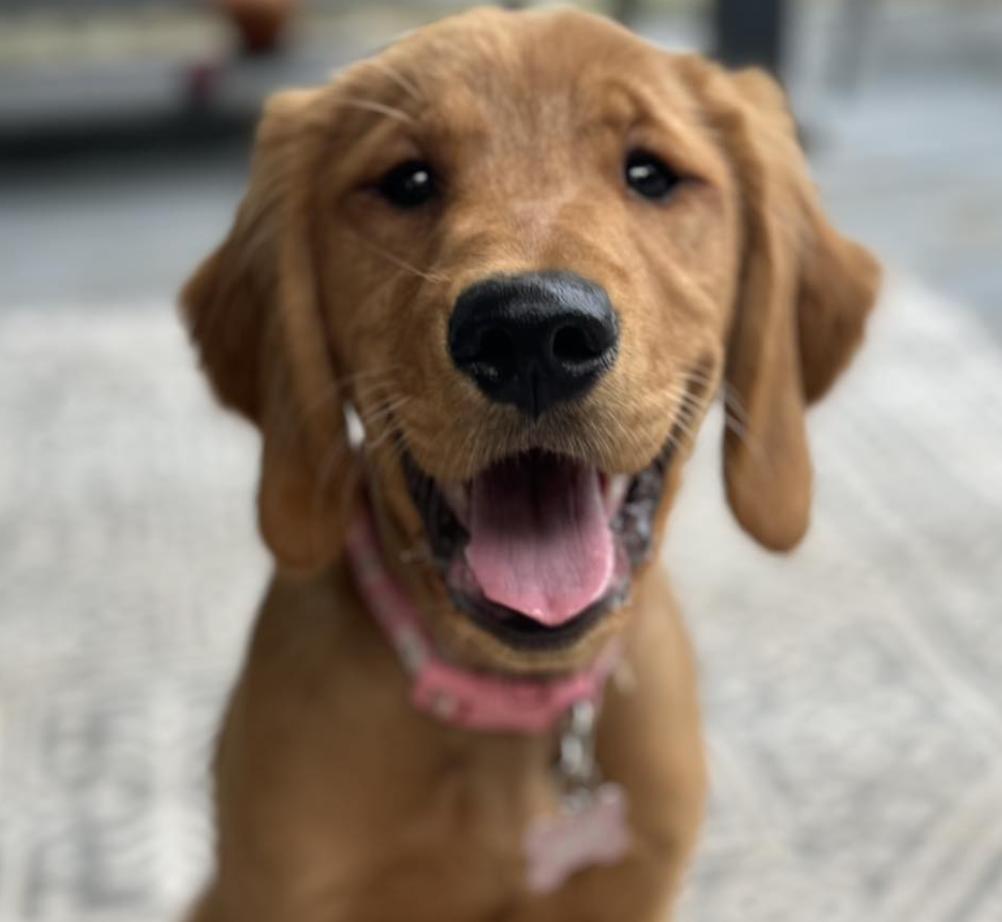 Golden Paws in North Carolina | Golden Retriever puppies | Good Dog