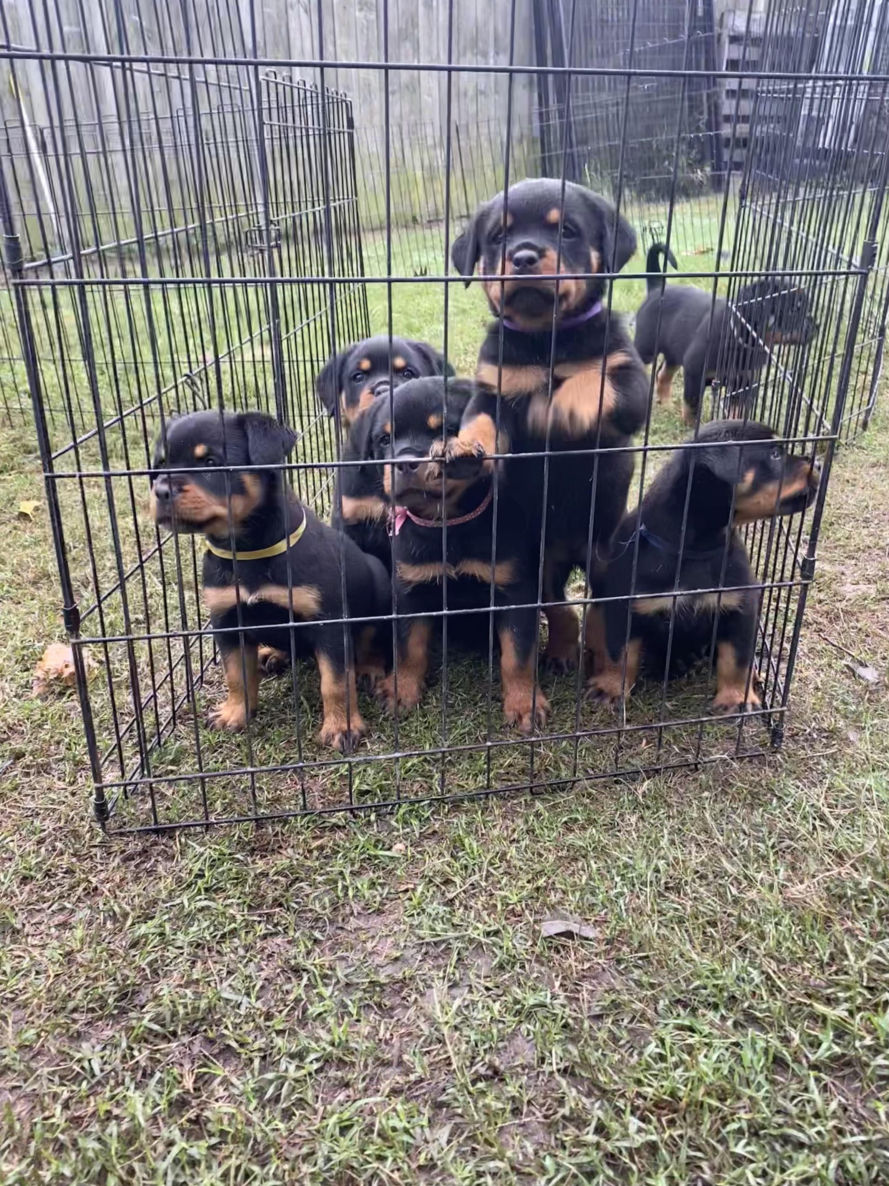 Von Haus Wilkerson Rottweilers in Virginia | Rottweiler puppies | Good Dog