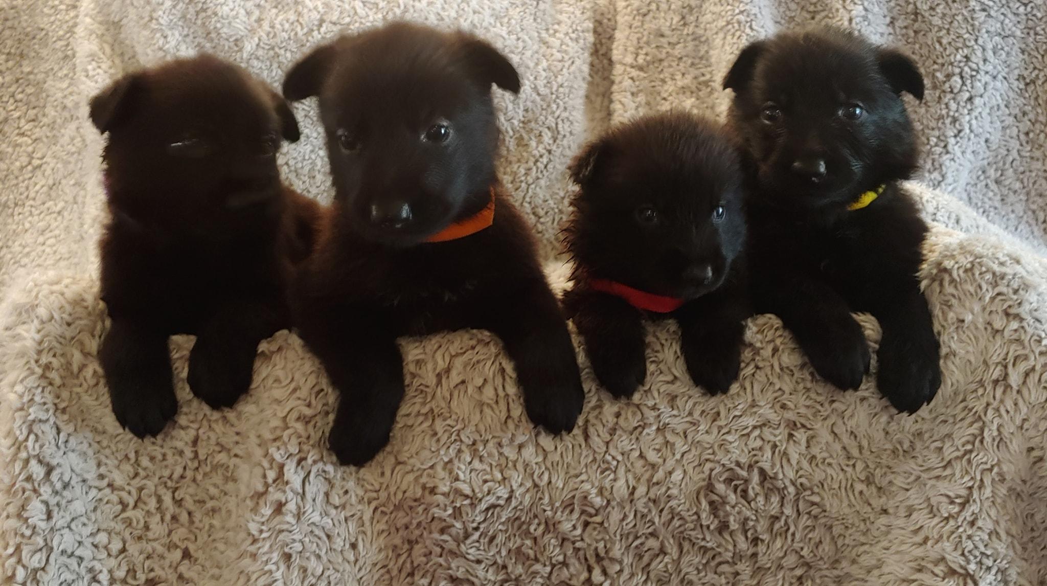 JFK Shepherds in Texas | German Shepherd puppies | Good Dog