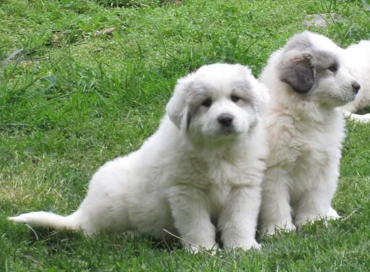 Maple Way in West Virginia | Great Pyrenees puppies | Good Dog