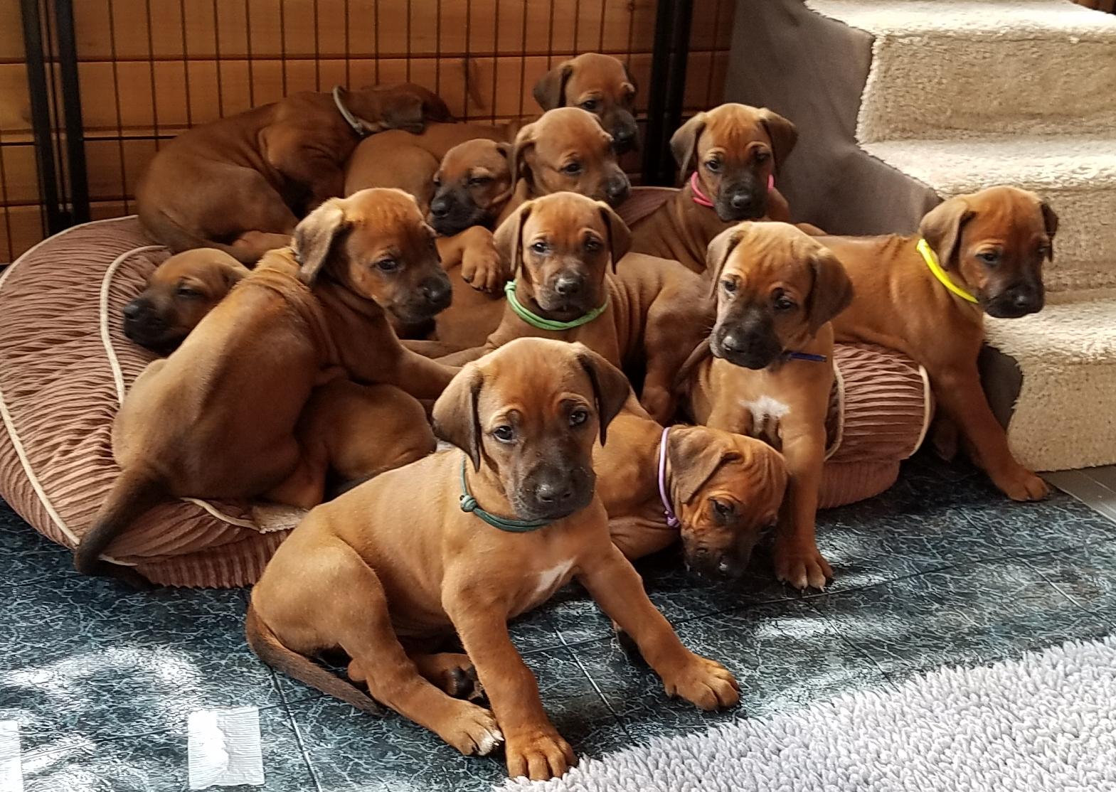 Zenkosi Ridgebacks in Wisconsin | Rhodesian Ridgeback puppies | Good Dog