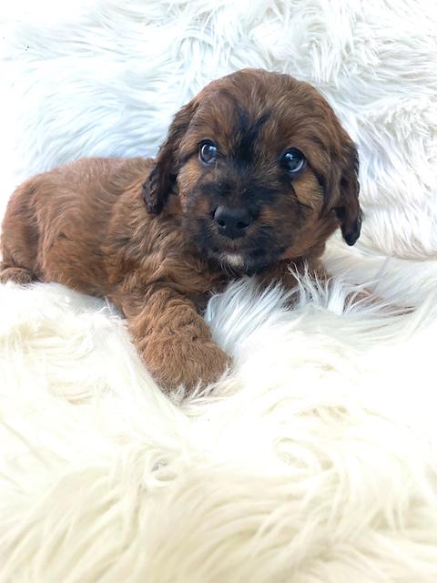 Mountain Mini Bordoodles in Colorado | Bordoodle puppies | Good Dog