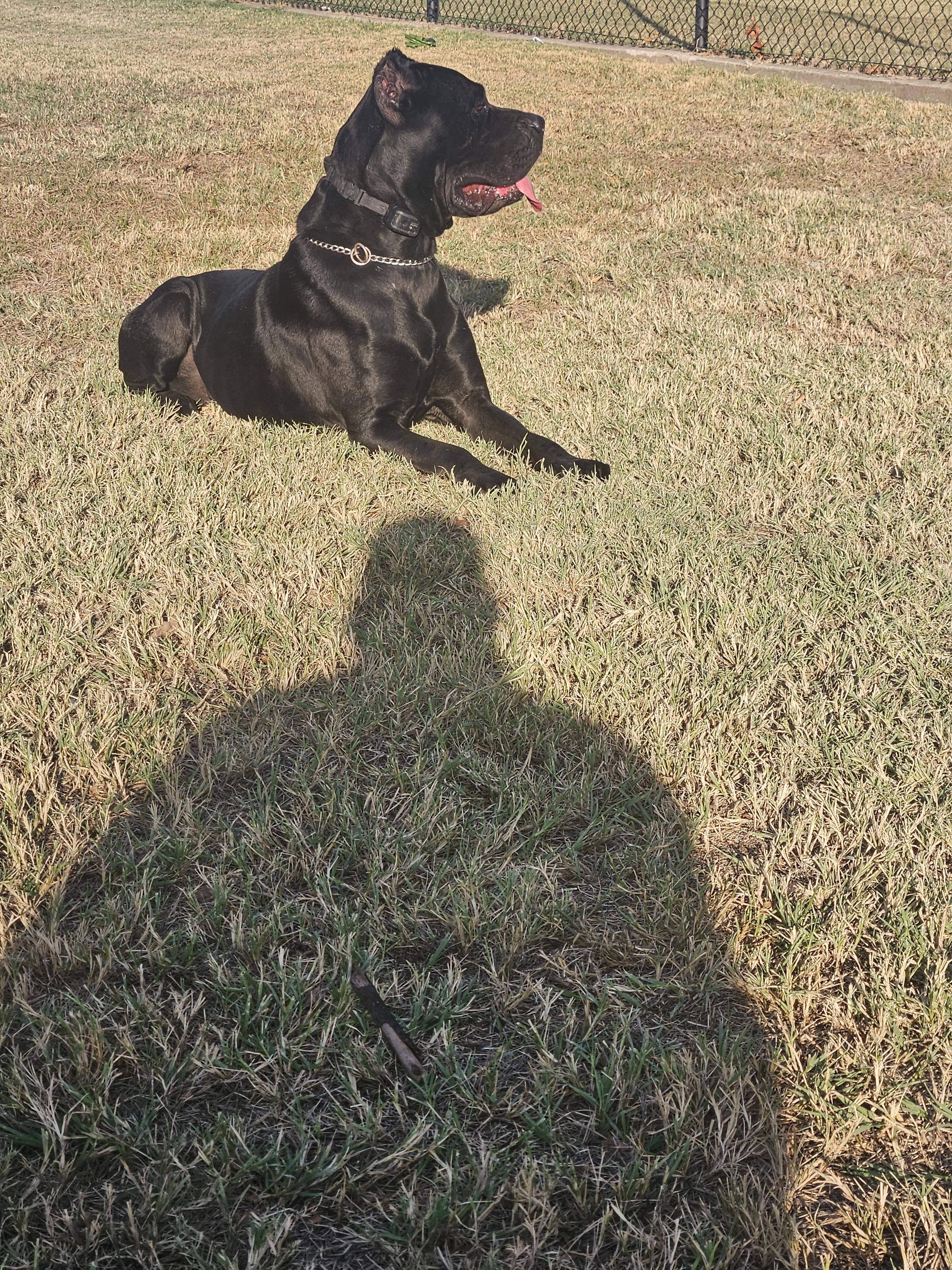 Trained To Go Corso Kennels (T.T.G. Corso Kennels) in Texas | Cane ...