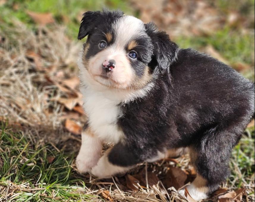 Windfallpuppies in South Carolina | Miniature Australian Shepherd ...