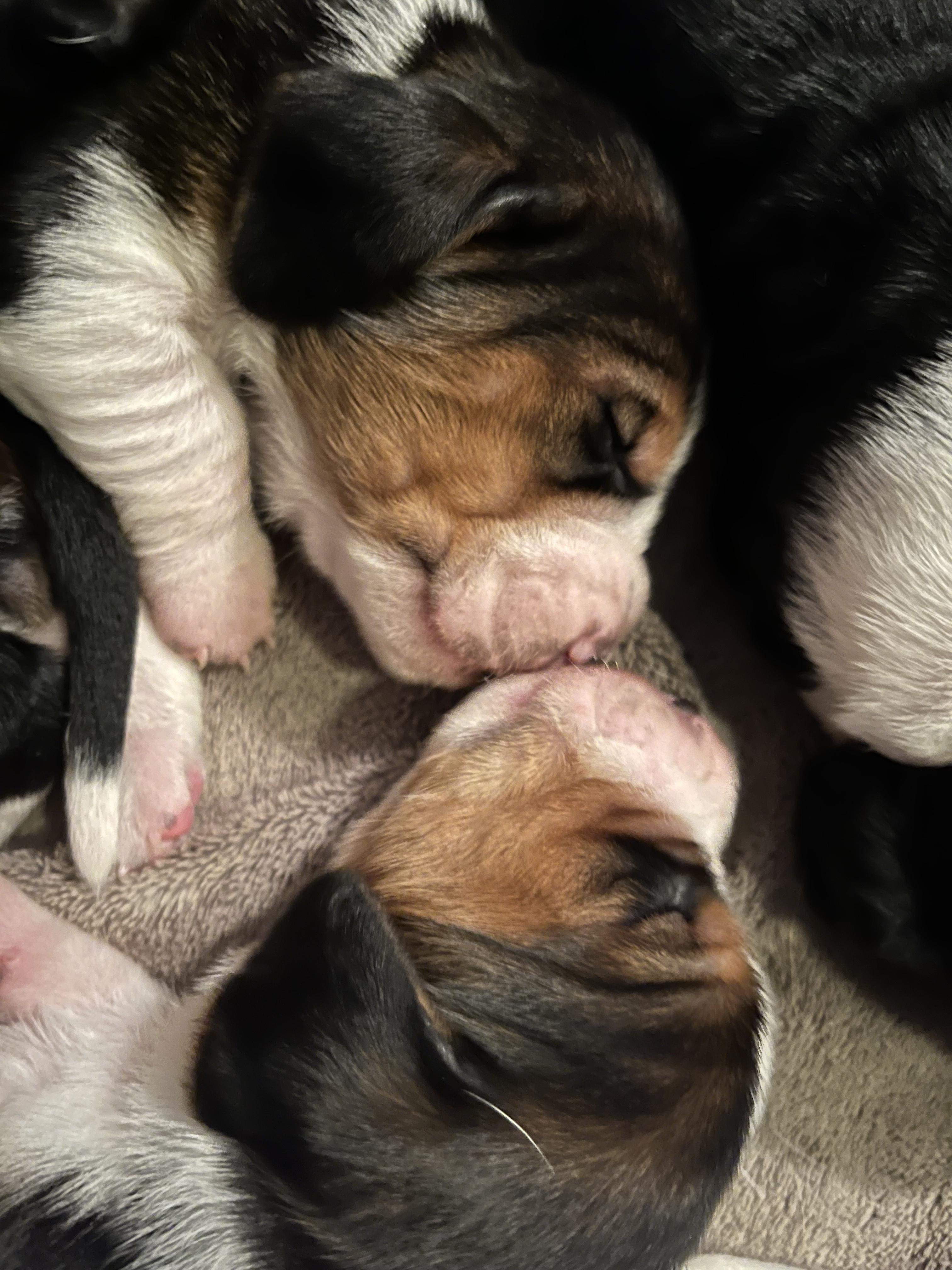 Brookside Bassets in Pennsylvania | Basset Hound puppies | Good Dog