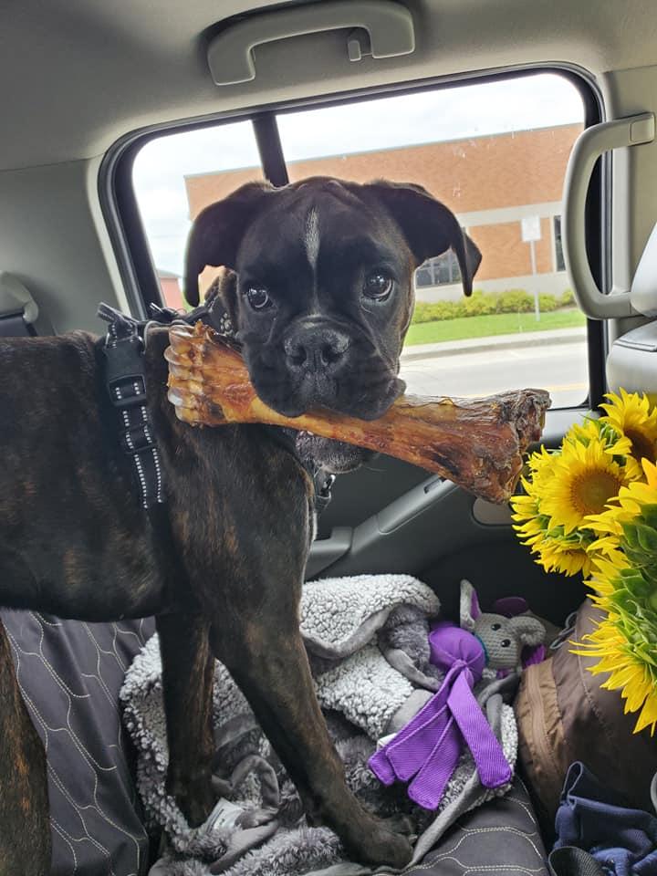 BoxWel Boxers in New Hampshire | Boxer puppies | Good Dog
