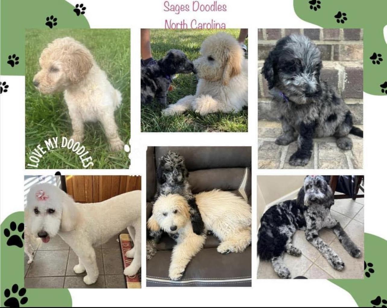 Sages Doodles and Poodles of NC in North Carolina | Goldendoodle ...