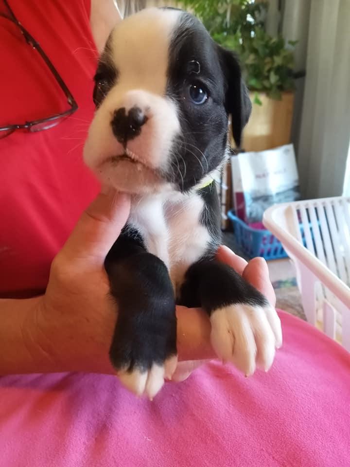 HeartNSoul Boxers in California | Boxer puppies | Good Dog
