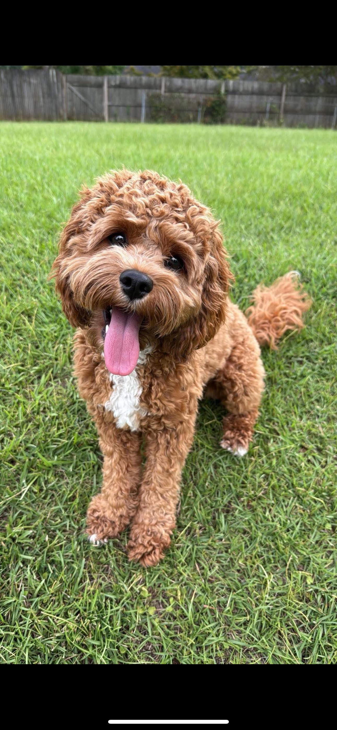 Alex Camp in Alabama | Cavalier King Charles Spaniel and Cavapoo ...