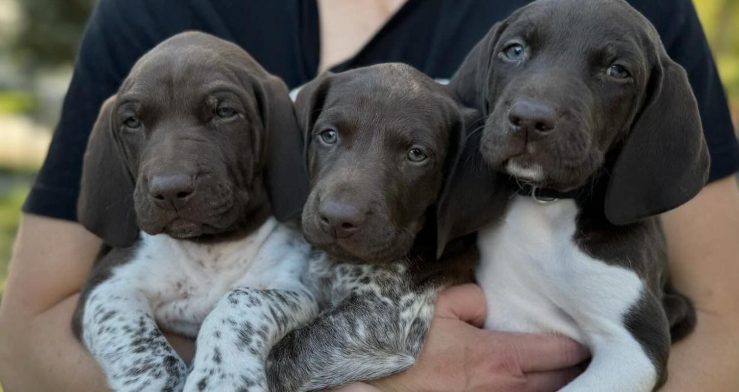 Juniper Ridge Pointers in Wyoming | German Shorthaired Pointer puppies ...