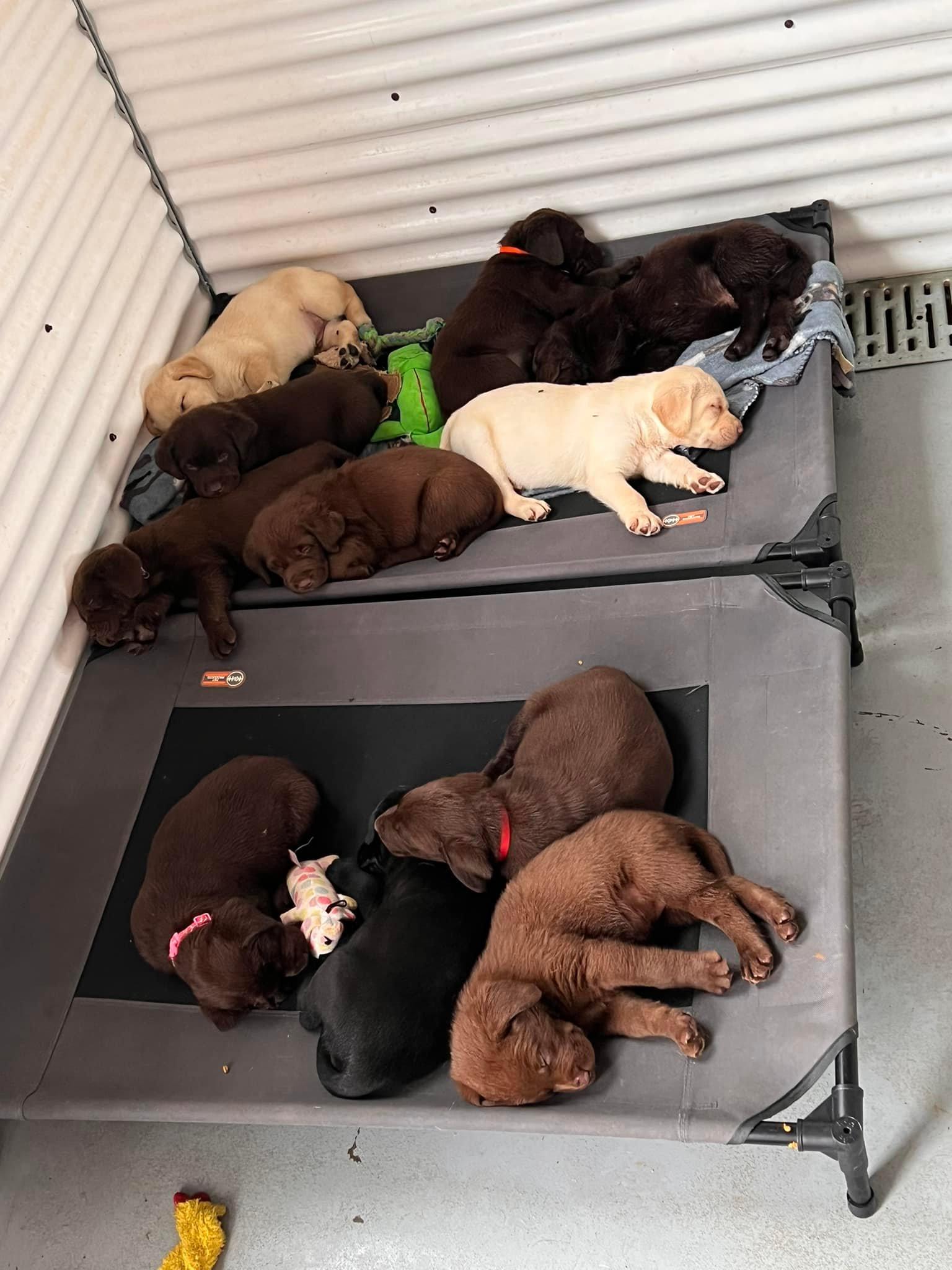 Cedar Hollow Labradors in Missouri | Labrador Retriever puppies | Good Dog
