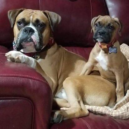 Walnut Grove Boxers in Alabama | Boxer puppies | Good Dog