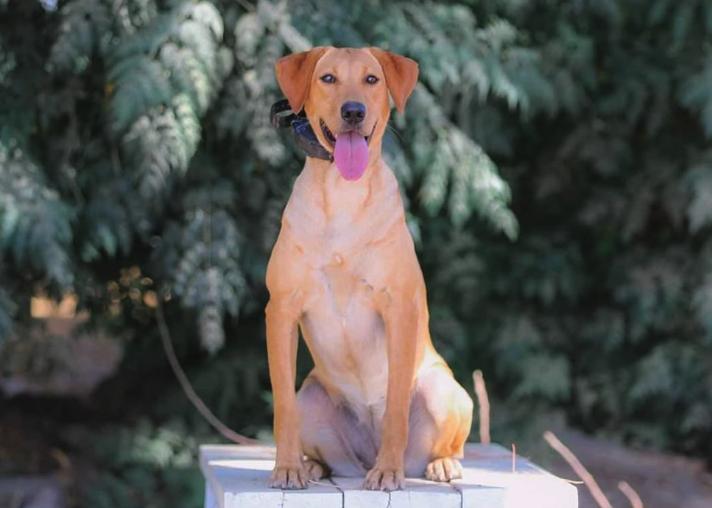 Backwoods Labradors in Ohio | Labrador Retriever puppies | Good Dog