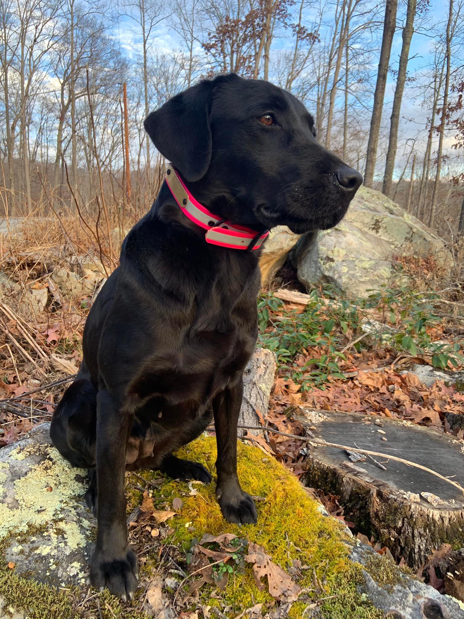 RNR in Virginia | Labrador Retriever puppies | Good Dog
