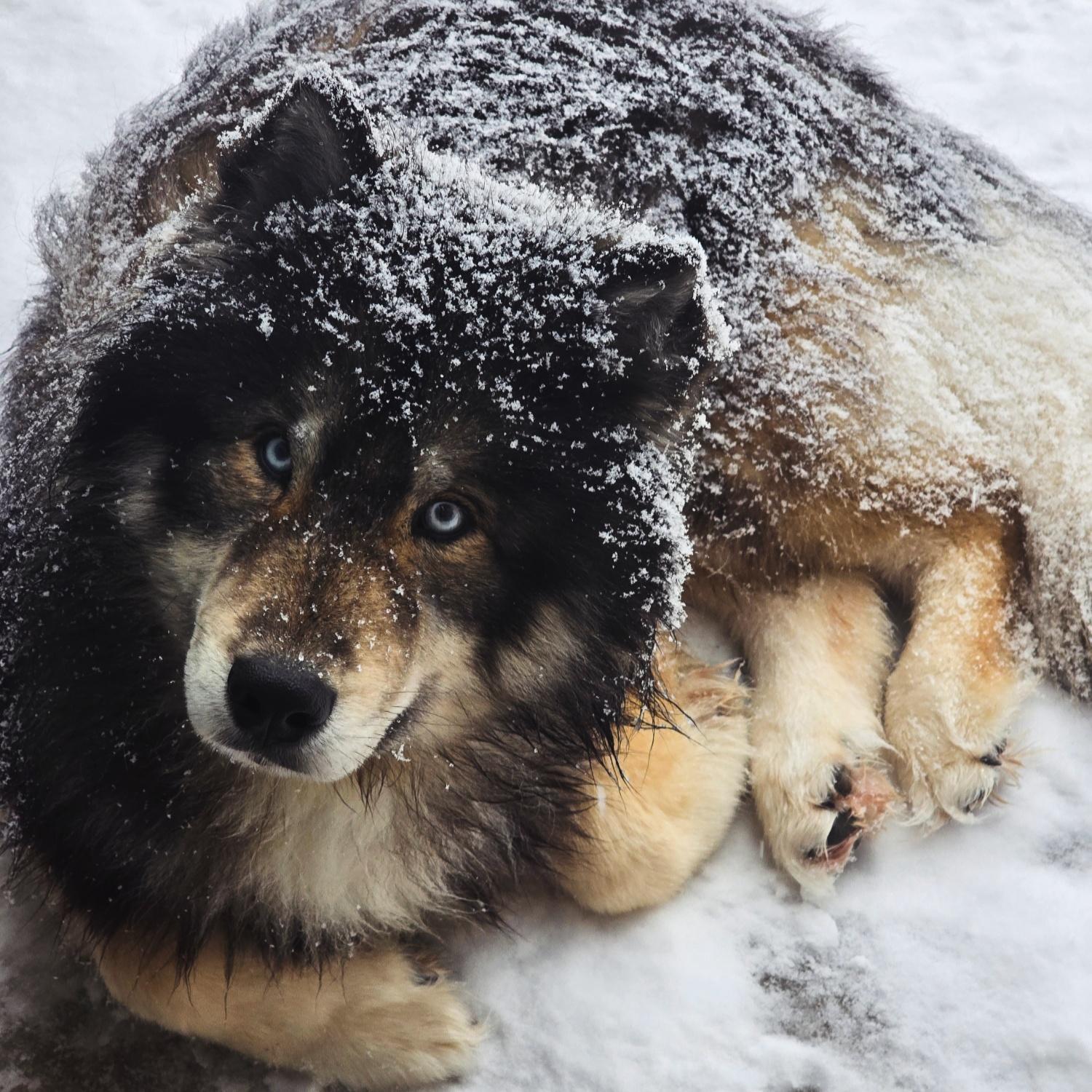 Howling Huskies in New York | Siberian Husky puppies | Good Dog