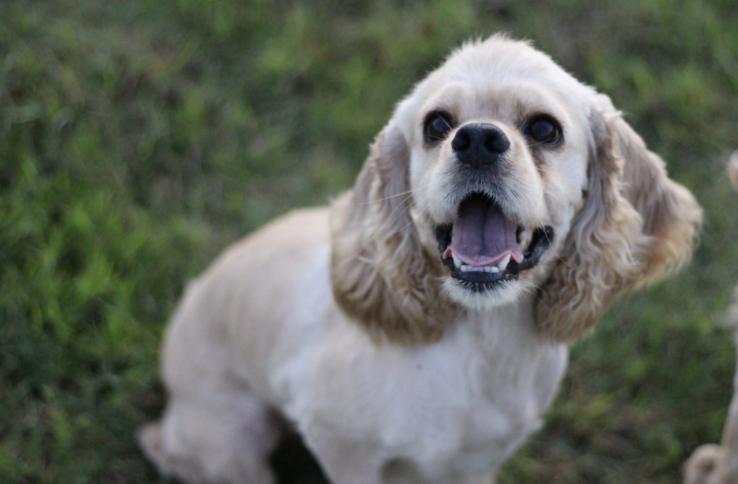 Silver Country Cocker Spaniels in Texas | Cocker Spaniel puppies | Good Dog