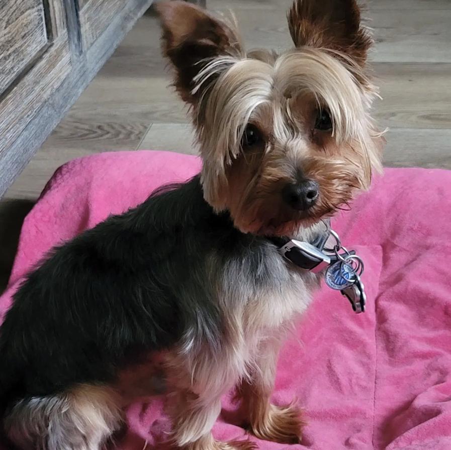 Bella and Bugzy Yorkies in California | Yorkshire Terrier puppies ...