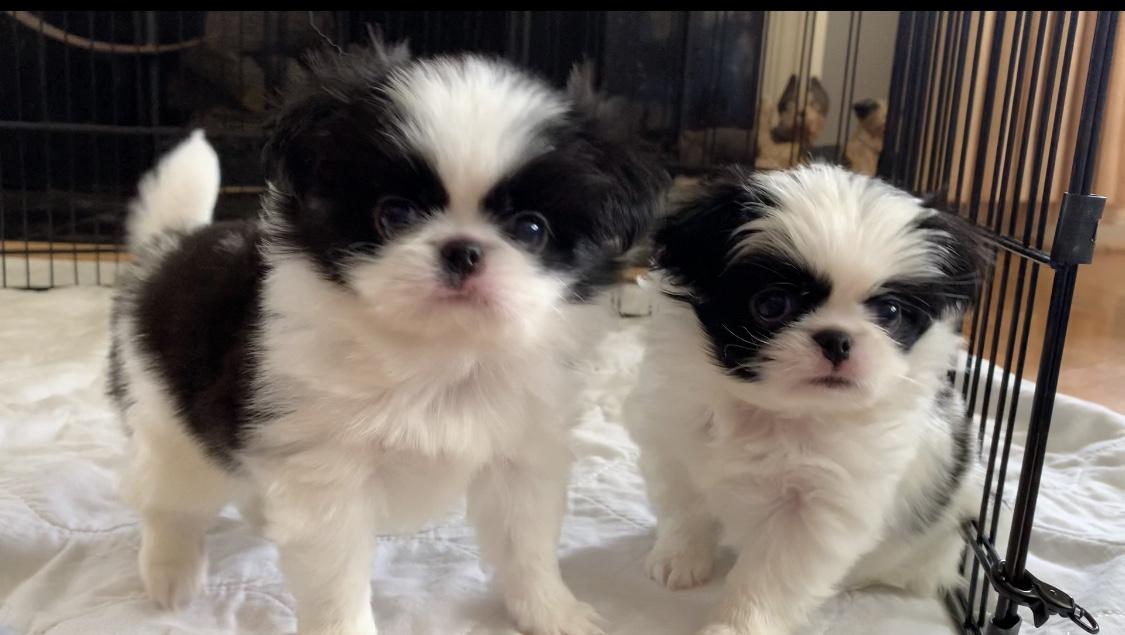 Montra Japanese Chin & Cavalier King Charles Spaniels in Arkansas ...